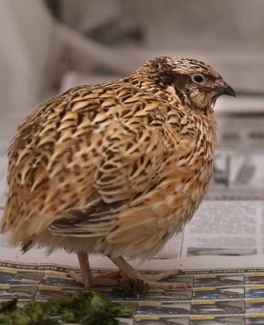Quail-A Path to Preparedness for All Types of Homes? - Preparedness Pro