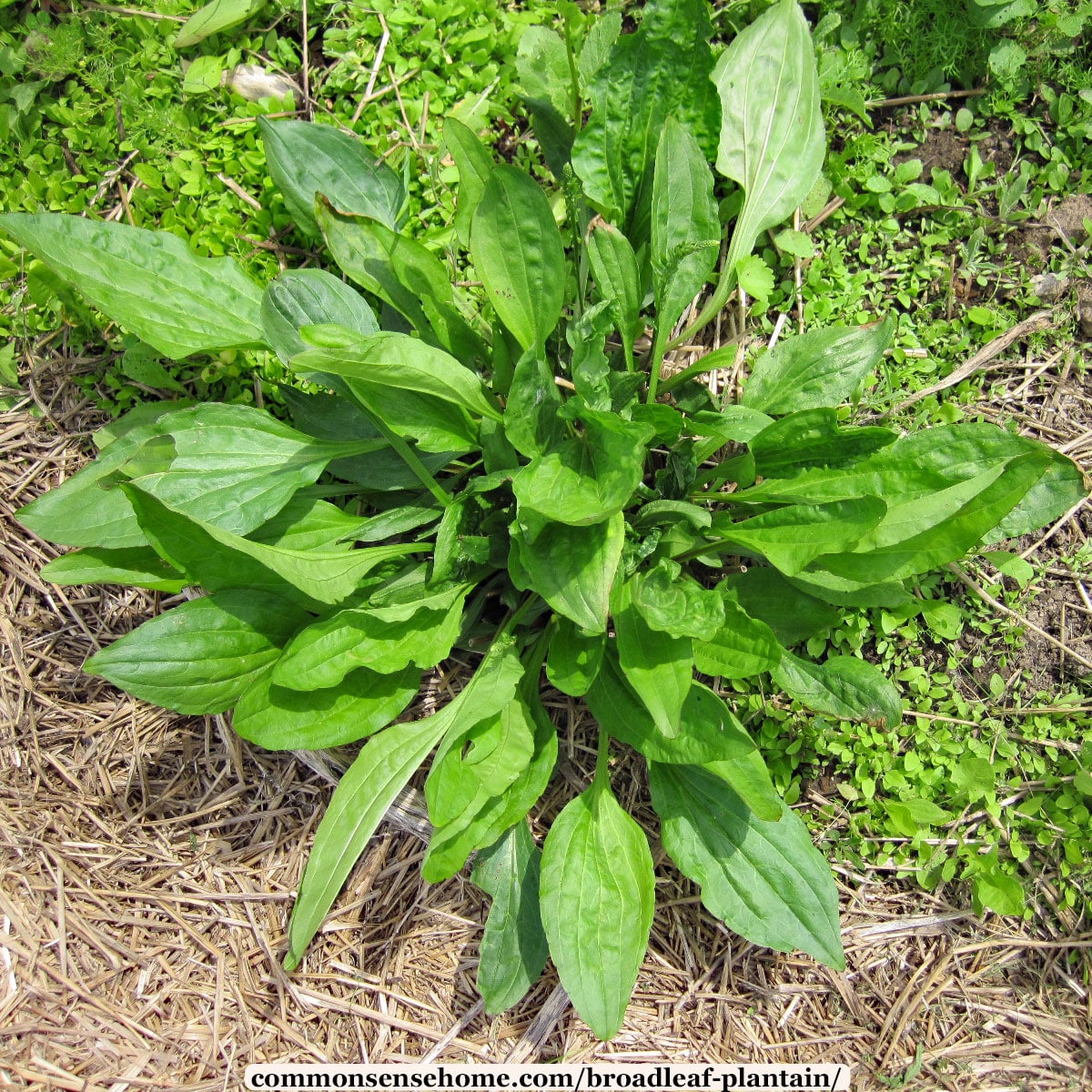 The Plantain Weed- Prolific Food and Medicine - Preparedness Pro