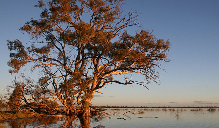 Quenching Thirst from the Ground Up: The Aboriginal Art of Finding ...